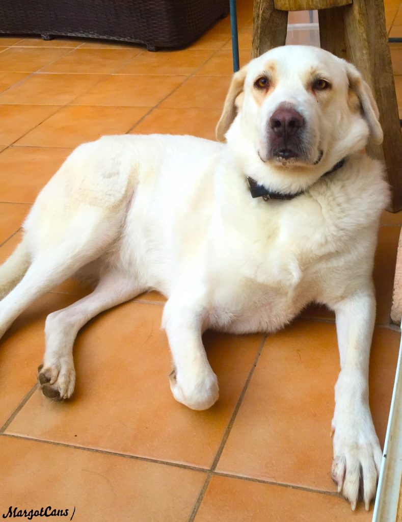 Kia. Mestiza labrador/ mastín español. Hembra – MargotCans